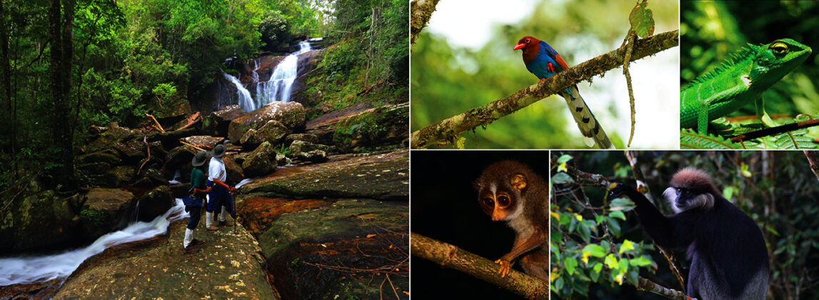 Sinharaja Rain Forest Sri Lanka : Biodiversity Hotspot - | TheTravelShots
