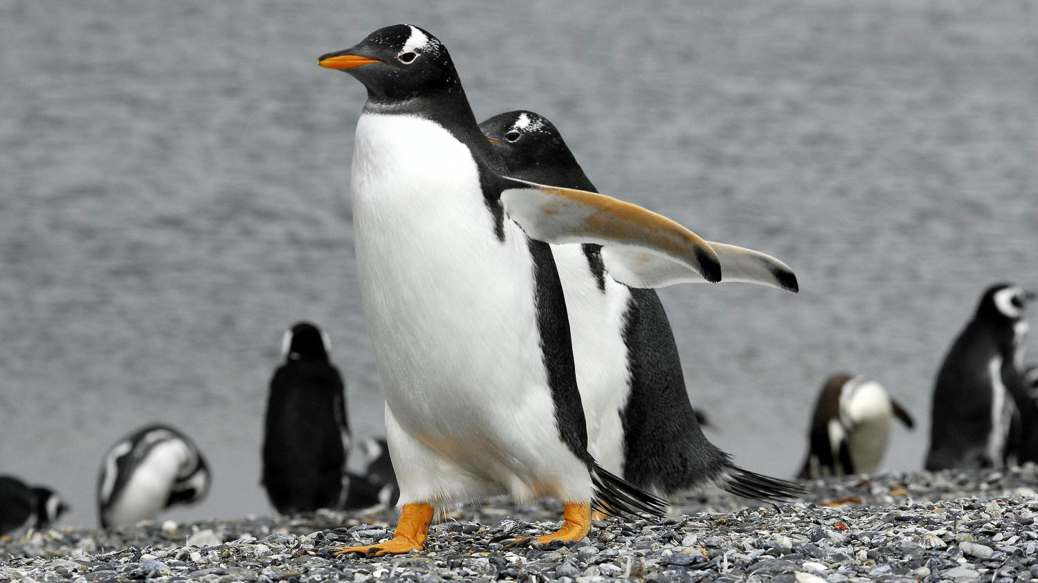 Where to see penguins in the wild? - TheTravelShots