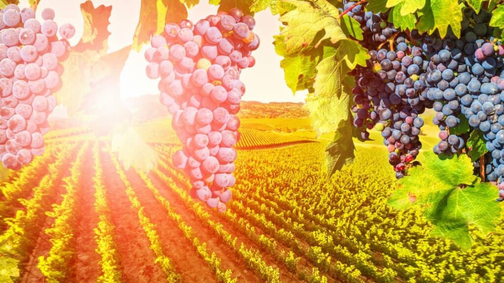 Guide to the Taste of Chicago Food Festival - | TheTravelShots