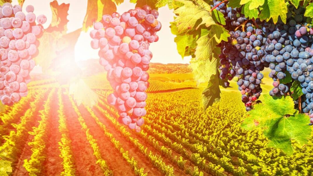 Guide to the Taste of Chicago Food Festival - | TheTravelShots