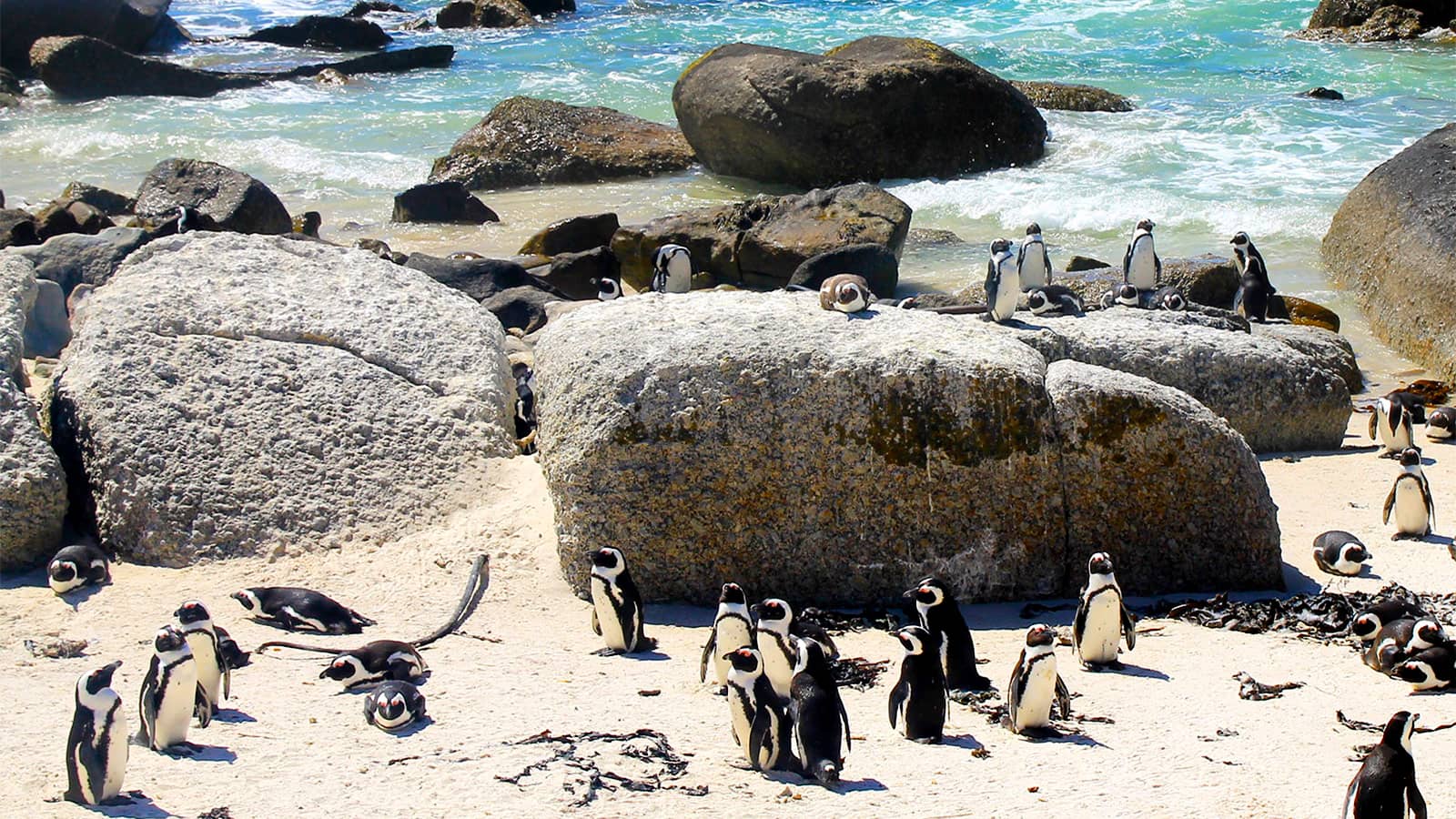 Where to see penguins in the wild? - | TheTravelShots