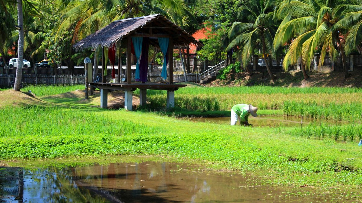 Laman Padi Langkawi: A Journey Through the Beauty and Culture of ...