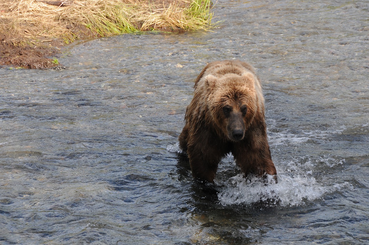 Katmai National Park: A Guide to Wildlife, Scenery, and Adventure ...