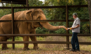 Riddle's Elephant and Wildlife Sanctuary: A Haven for Rescued African ...