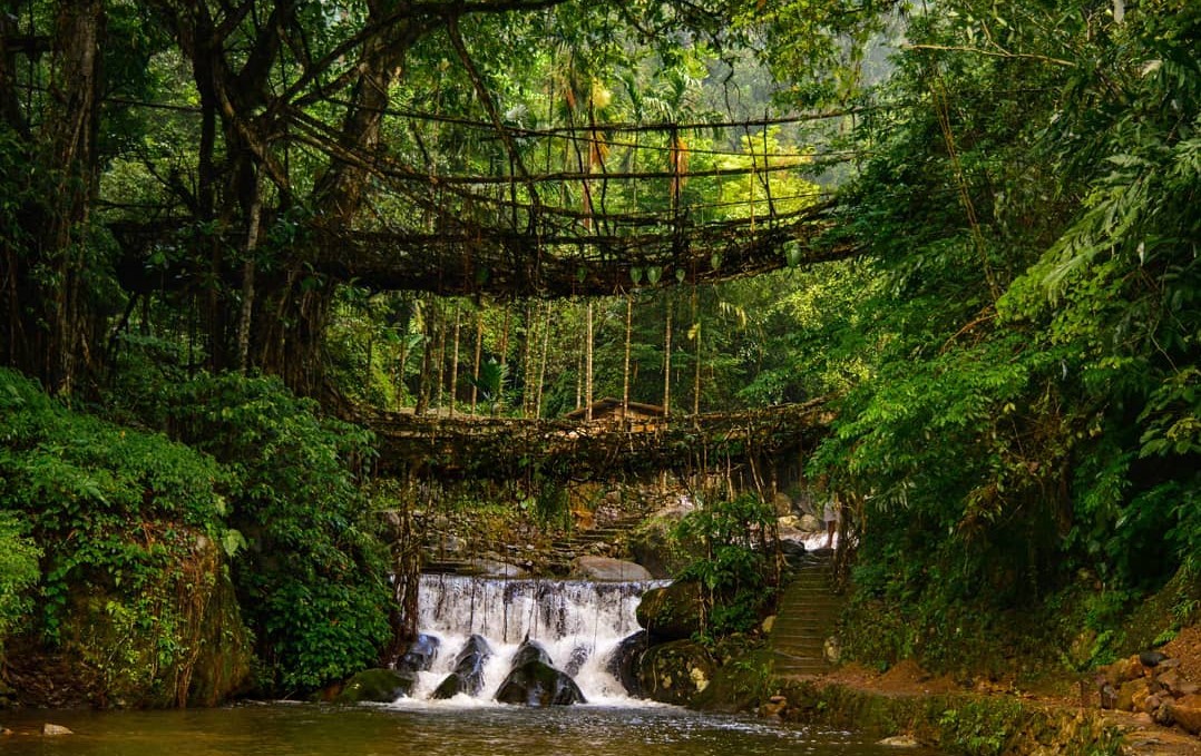 Double Decker Living Root Bridge: Nature's Marvel of Meghalaya ...